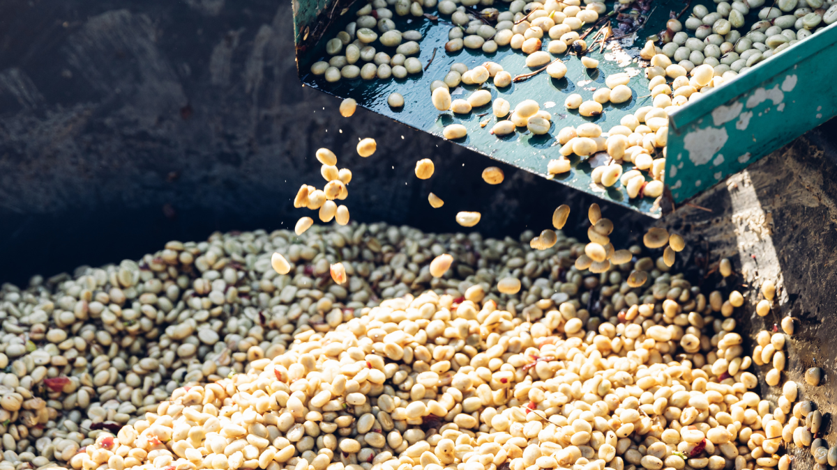 Understanding Coffee Processing Methods: Natural vs. Washed - 1Zpresso