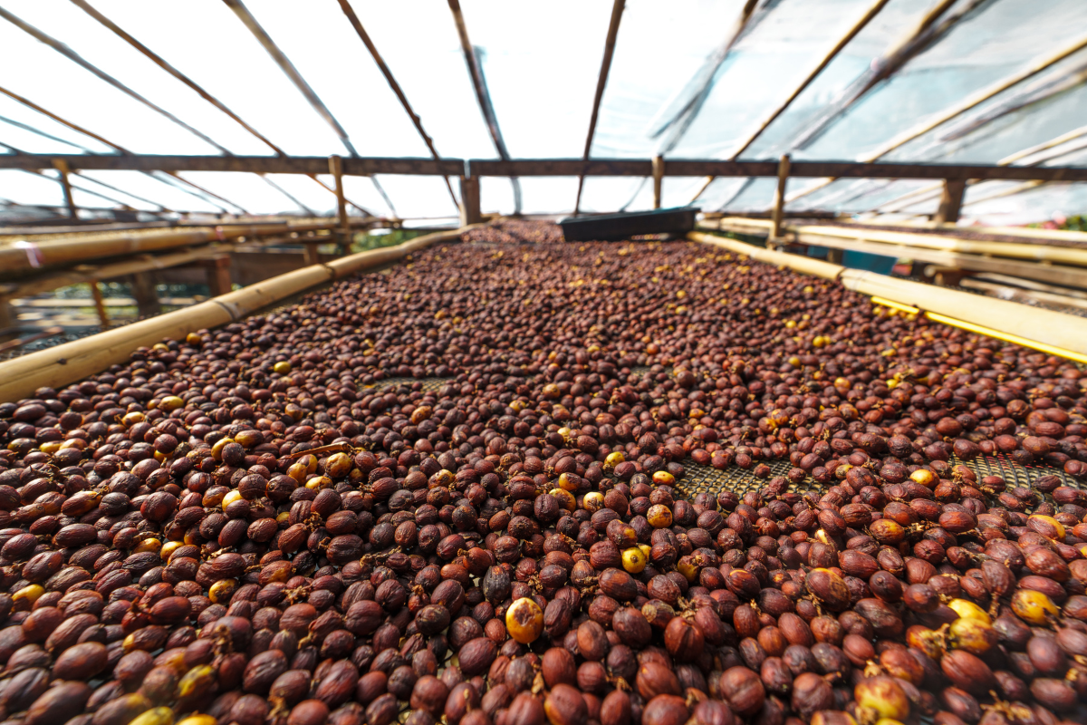 The Ultimate Guide to 12 Coffee Processing Methods: Natural, Washed ...