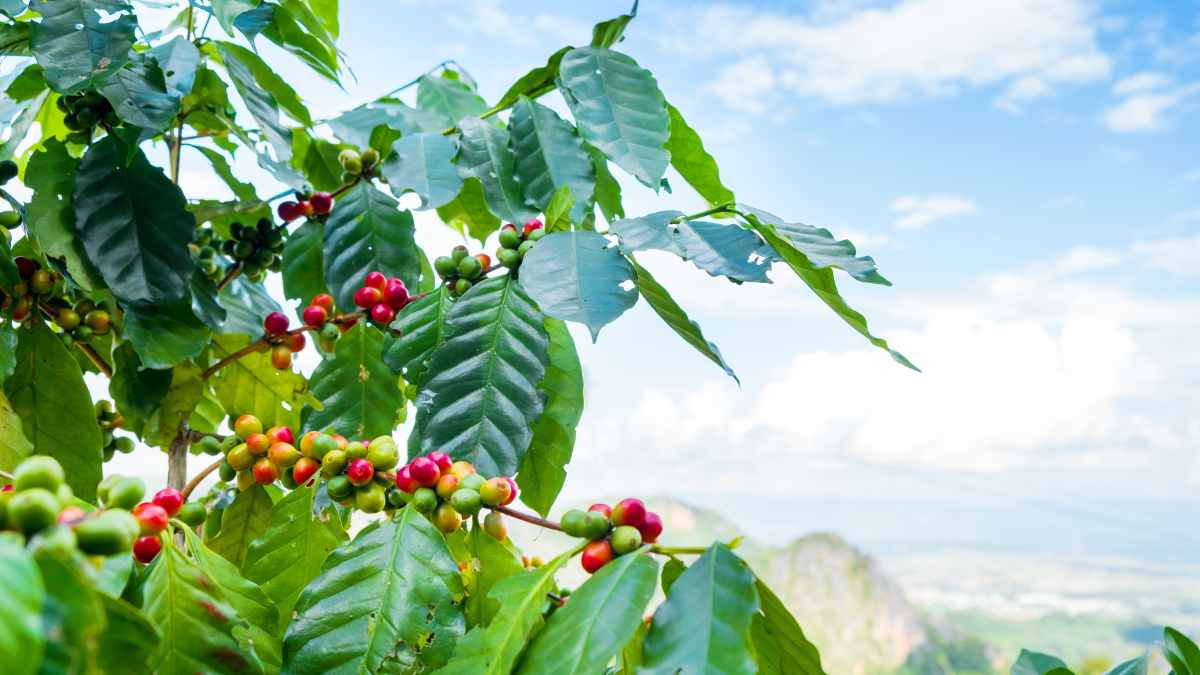 Gesha Coffee Explained: Flavor, Grades, and Pour-Over Brewing Tips ...